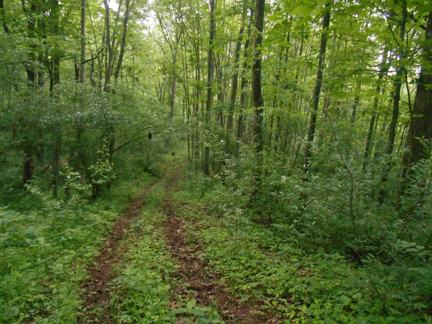 1 Co. Rt. 28/5, Linn, WV 26384 (Sold MyStateMLS Listing #10446218)