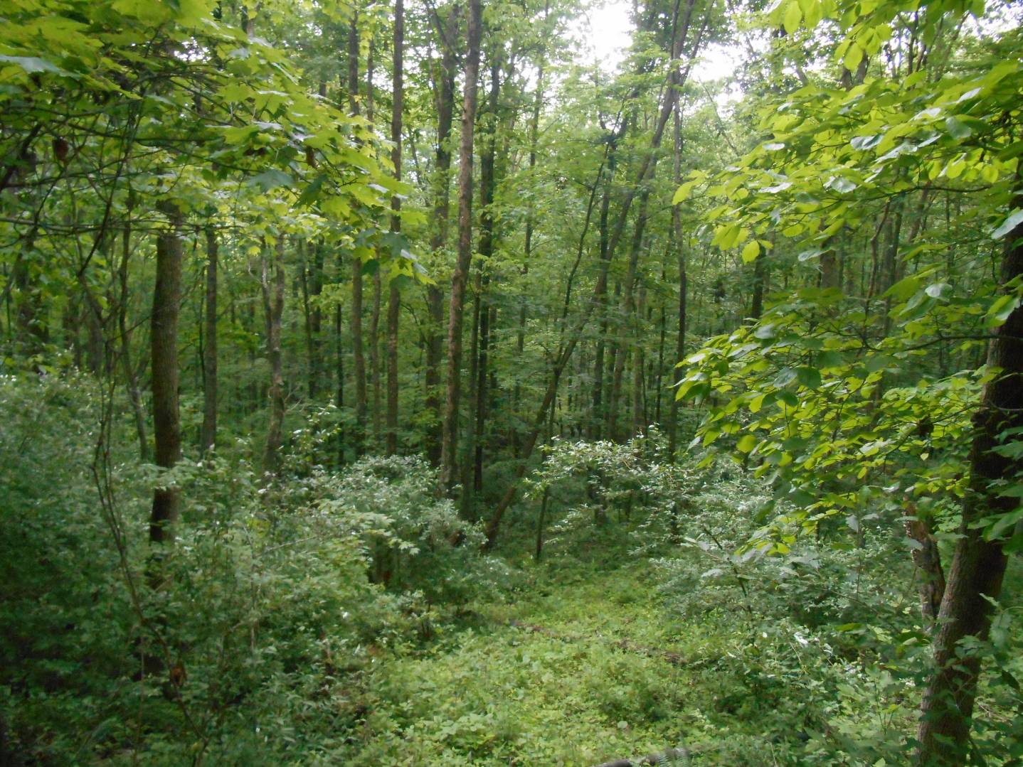 1 Co. Rt. 28/5, Linn, WV 26384 (Sold MyStateMLS Listing #10446218)