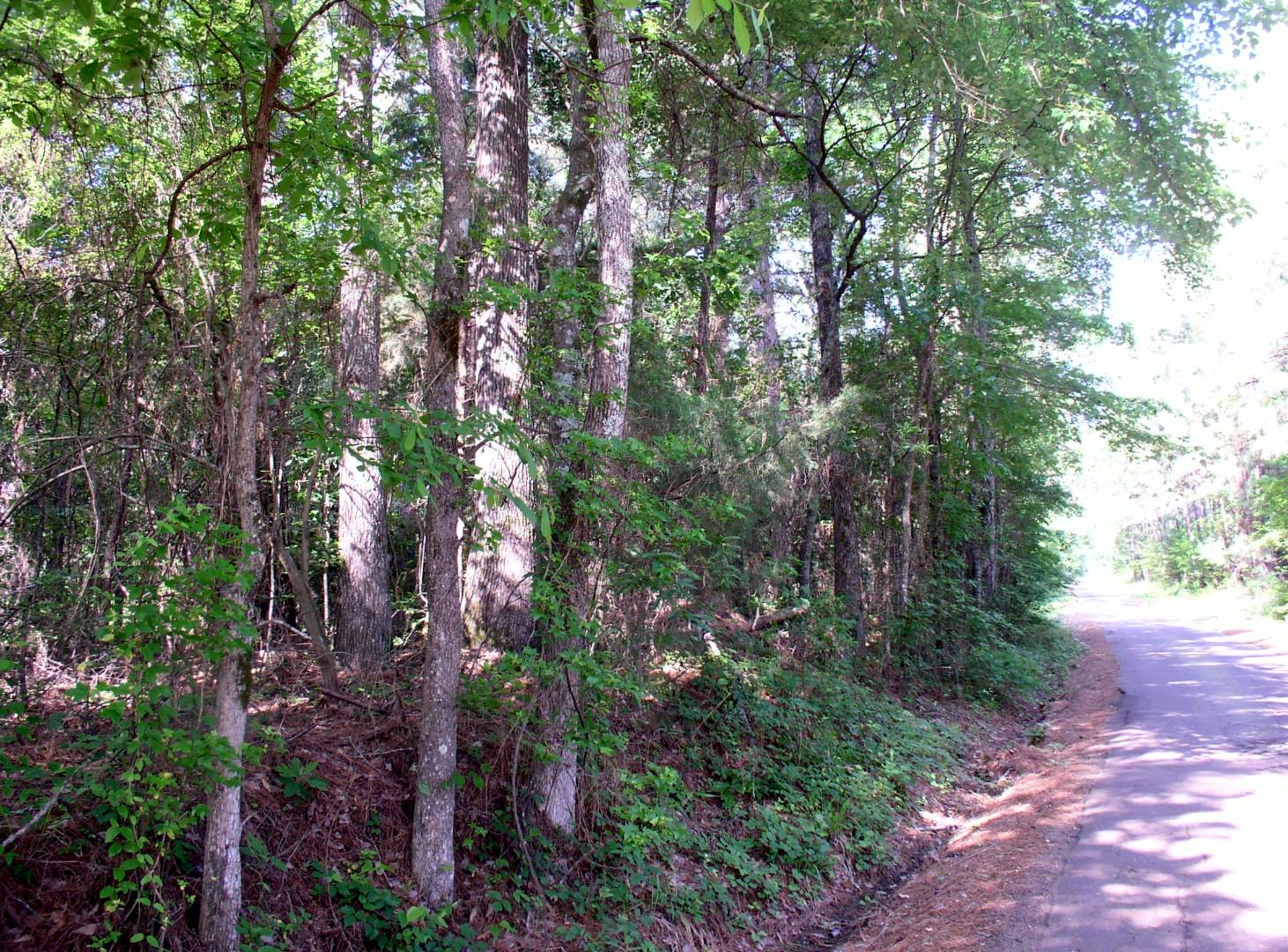 County Road 1783, Kildare, TX 75657 (Sold MyStateMLS Listing #10494186)