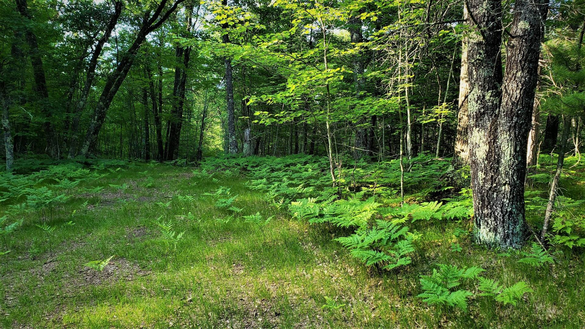 Lot #7 Bennet Road, Amberg, WI 54102 (Sold NYStateMLS Listing #10889853)